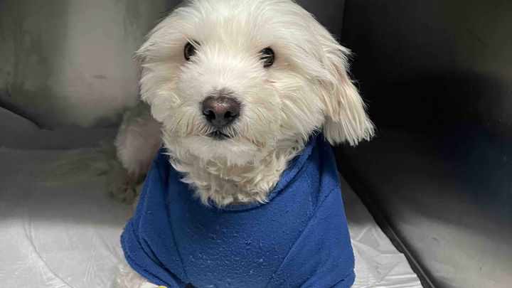 Fundraiser by Amanda Lewis : Help Buddy Beat Aggressive Cancer