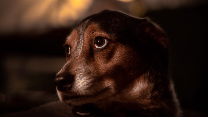 Fundraiser by Dylan Earnhardt : Sully needs Surgery