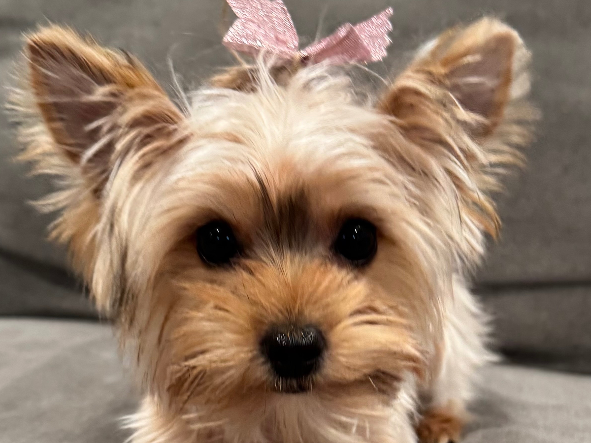 Fundraiser by Luke Bomar : Help Winnie Wheeze Less