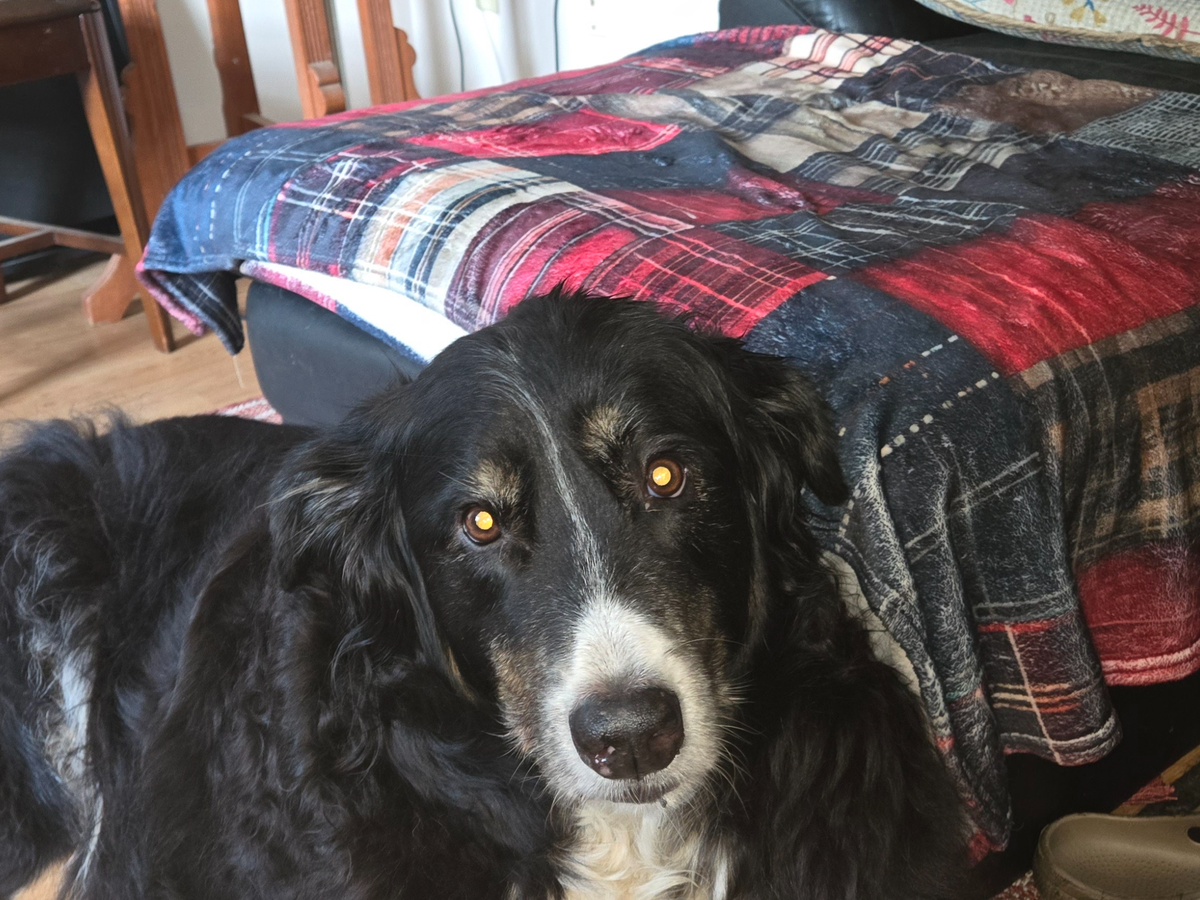 Fundraiser by Linda Coulson : Ruby's time over the Rainbow.