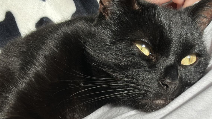 Fundraiser by Adelaide Saywell : Zeros Vet Bills