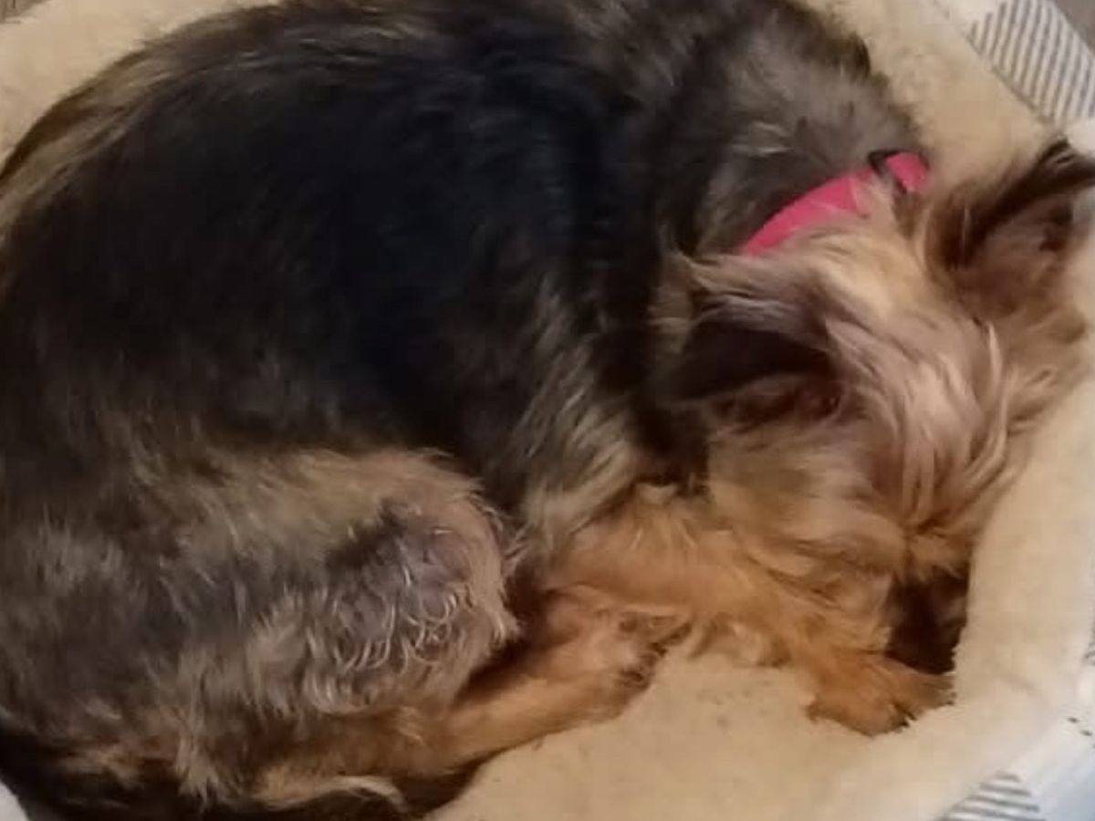 Fundraiser by Nikesha Laguer : Help CoCo Recover After E-Bike Accident