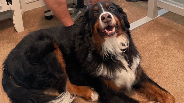 Fundraiser for Monique Knowles by Loretta Rojo : Cooper’s new paws