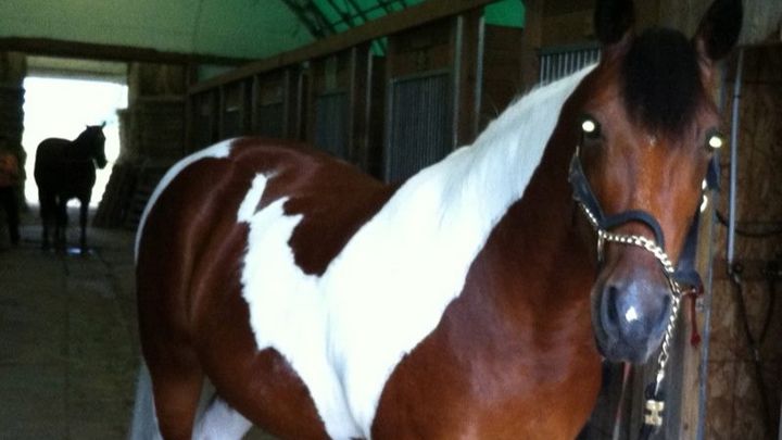 Fundraiser for Tracey Gibbons by Laura Burtt : Help towards Mollys ...