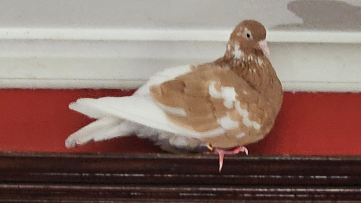 Fundraiser for Susan Quirk by Carrie Graham-Ellis : Help Tom the Pigeon ...
