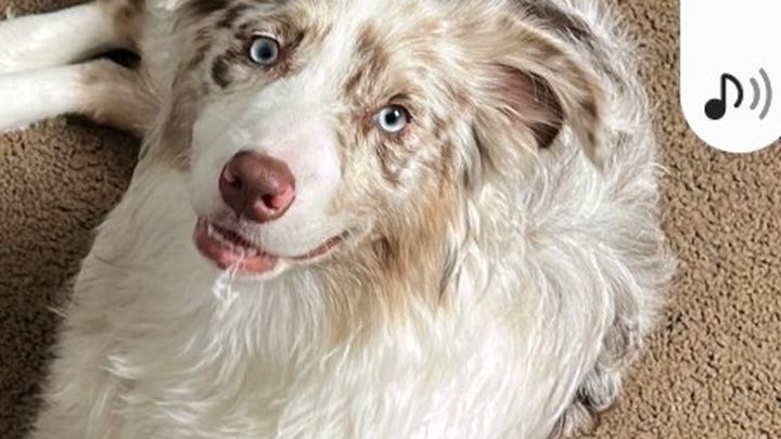 Fundraiser by Veronica Steed : "HOPE FOR HONEY"