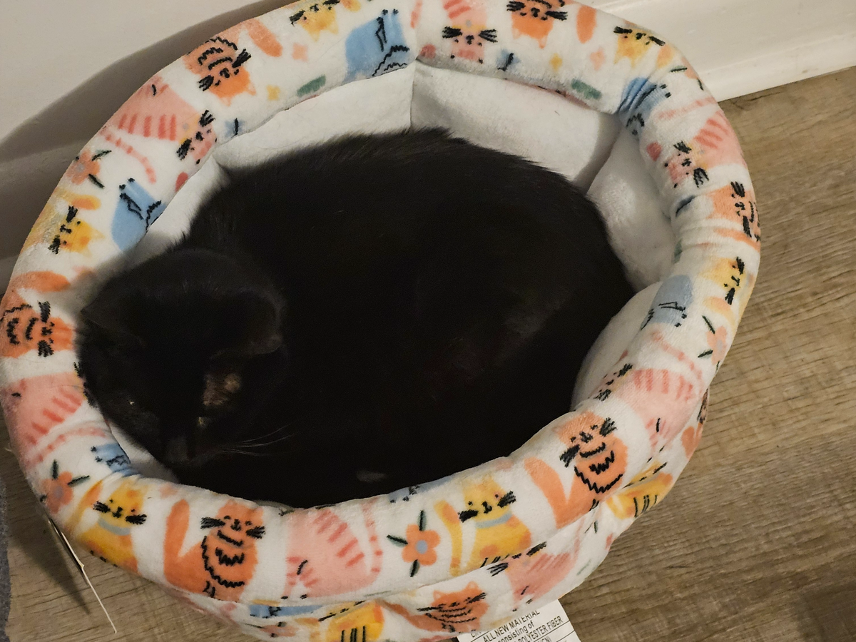 Fundraiser by Thomas Qualls : Help Thomas find a new home after getting ...