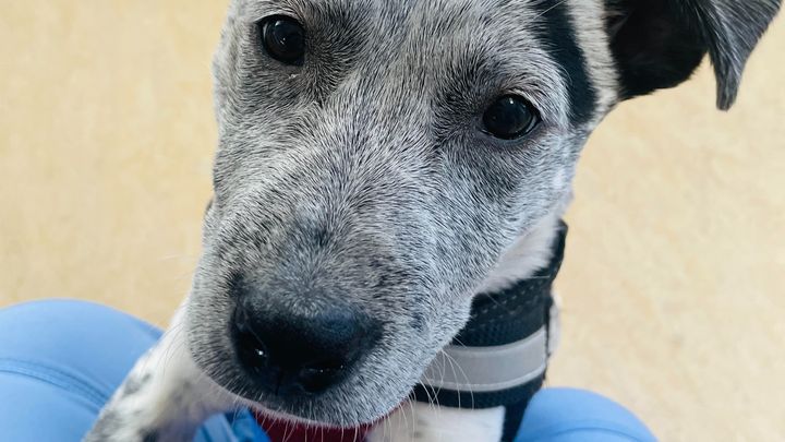 Fundraiser by Erin Spurlock : Cici's Heart Condition Fund