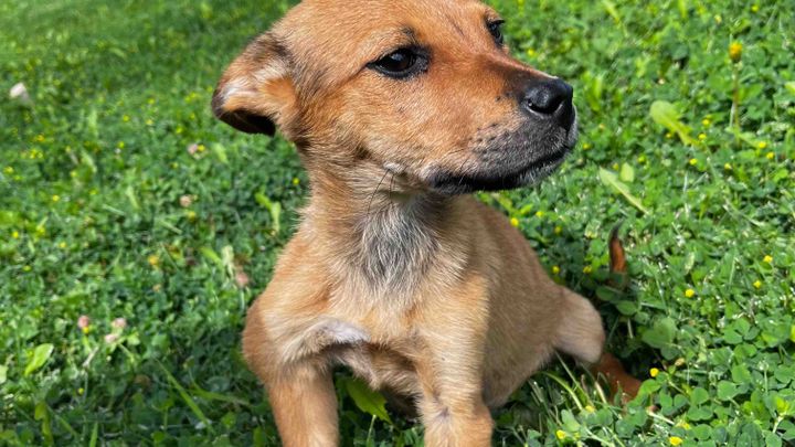 Fundraiser by Allison Knudson : A River runs through it! Puppy needs ...