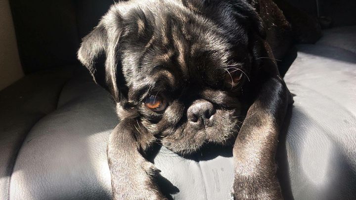 Fundraiser by Ana Poveda : Help a puggy