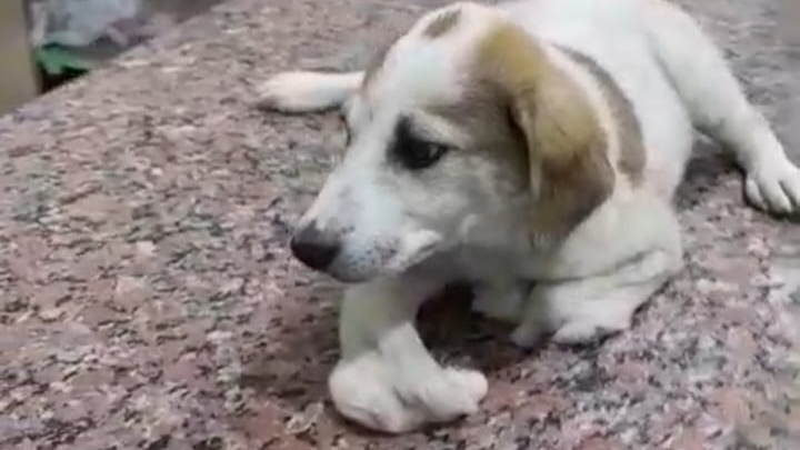 Fundraiser by Marco Licata : Aiutate Ester cucciola di cane con ...