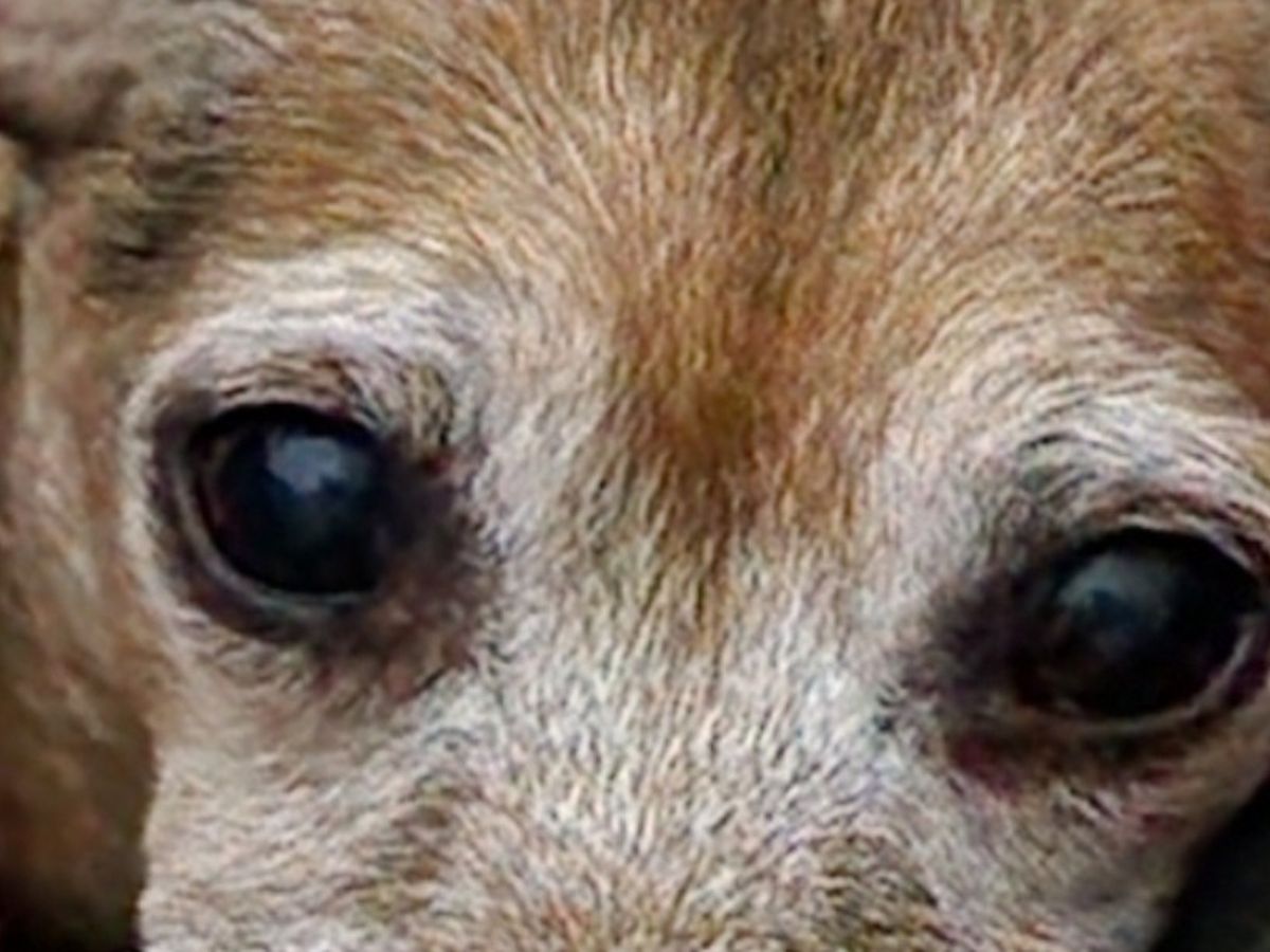 Fundraiser by Kenneth Kuster : Need alittle help