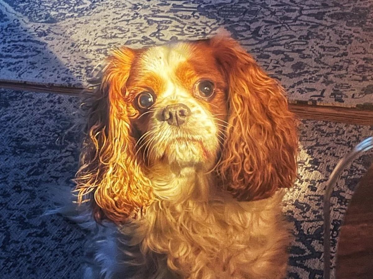 Fundraiser by Jennifer Pyle : Please help Christine(Gebhart) and Sean ...