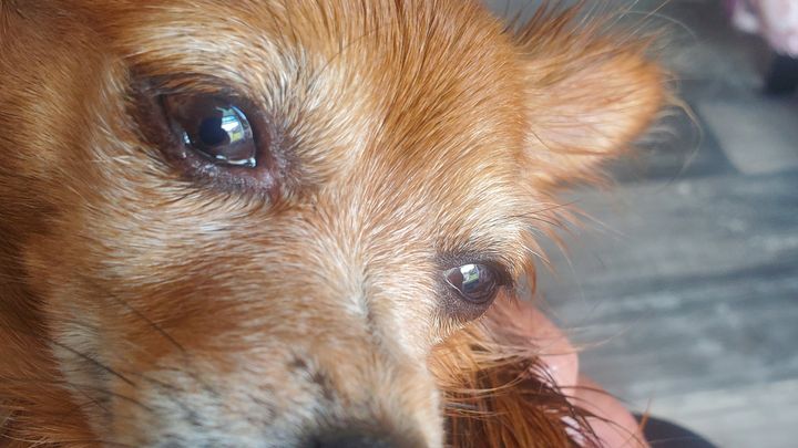 Fundraiser by Lucie Roca : Mimi's surgery