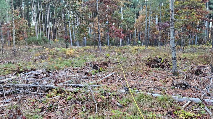 Fundraiser by Amy Cockrell : Reading Town Forest Replanting - Eagle ...