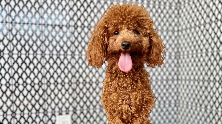 Fundraiser by Ramon Almonte : Urgent: Help Save Noodle, Our Beloved Poodle