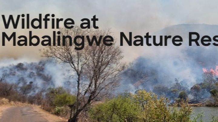 Fundraiser by Sarah Brink : Mabilingwe Reserve Wildfire - Feed the Animals