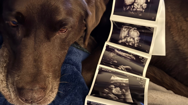 Fundraiser by Brent Beeler : Support Emily and Stan's Baby's Health Journey