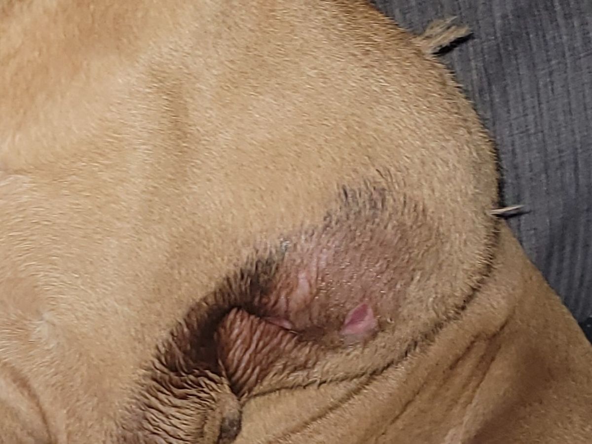 Fundraiser by Dean Curtis : Help Ruby's surgery