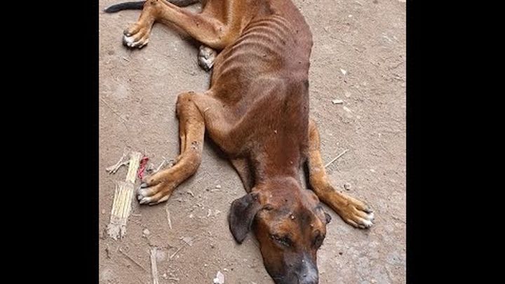 Fundraiser by Brenda Kelly : Urgent Help needed for Baladi Dog ...
