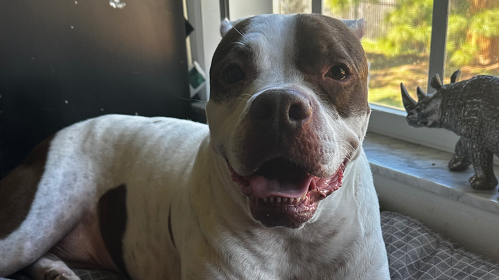 Fundraiser by Kelley Boyd : Brunhilde and the Knee