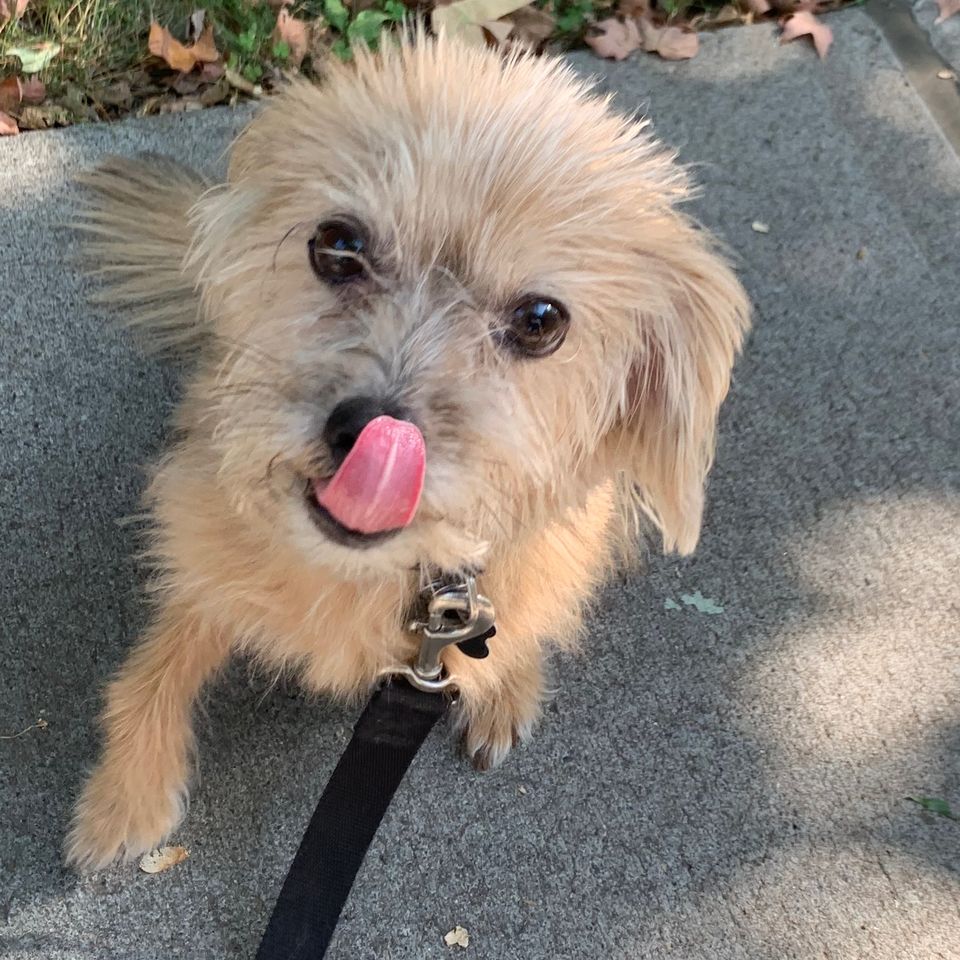 Did Pippin The Dog Die In Jaws