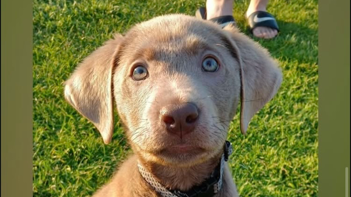 Fundraiser for Bailey Letherman by Patrick Palmer : Support Bailey and ...