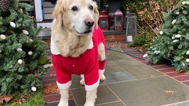 Fundraiser by Maureen Hess : Help Save Juneau's Life