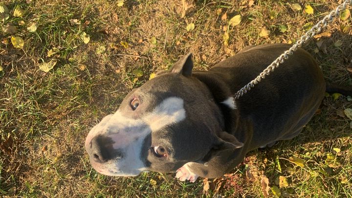 Fundraiser by Kaelee Jones : Give Ivy a second chance!