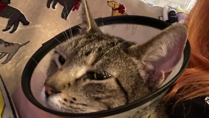 Fundraiser by Emma Seeley : Nob’s recovery