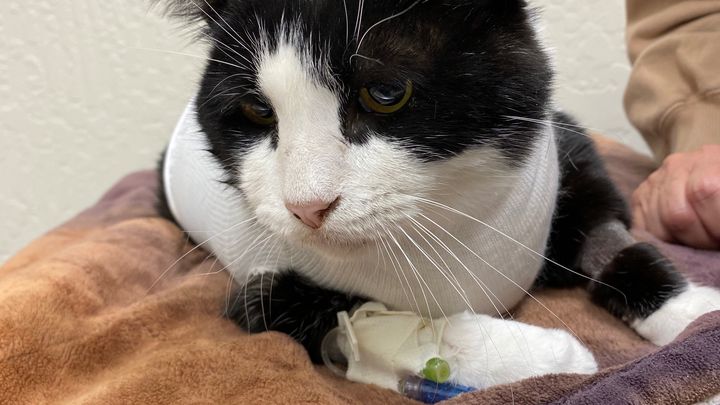 Fundraiser by Skyler Rodriguez : Marshall the Cat’s Medical Bills