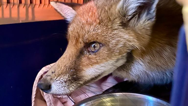 Fundraiser by Heidi Bedwell : Help Heidi support the rescue,rehab ...