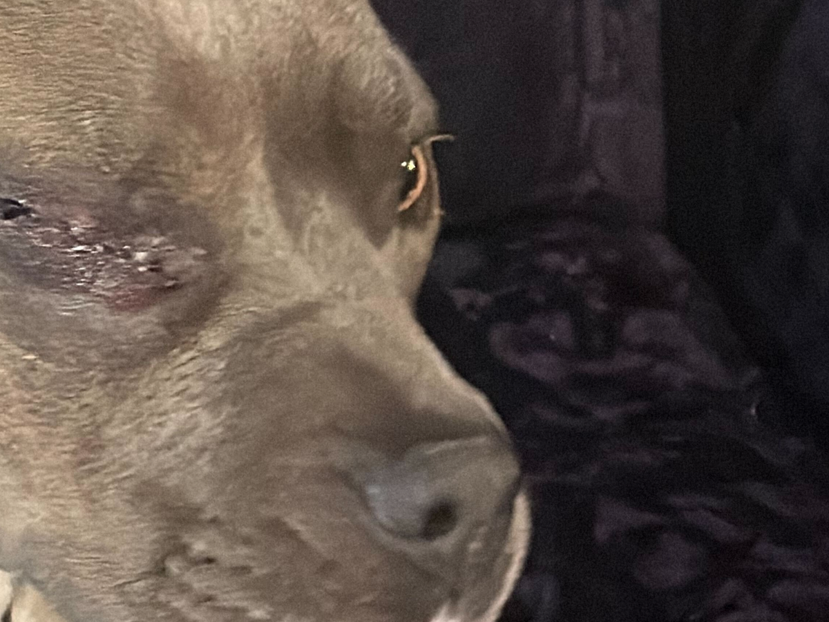 Fundraiser by Amber Cundiff : Rubi's Surgery was a Success! Still Need ...