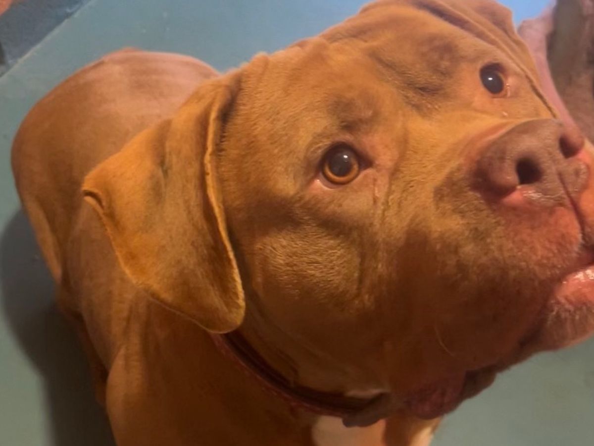 Fundraiser for Deborah Horton by Kerryanne Shaw : Bungee jump for the ...