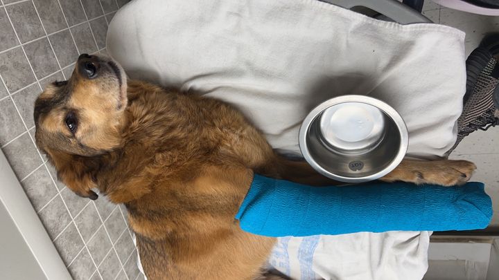 Fundraiser by Wesley Ervin : Simba’s Broken leg