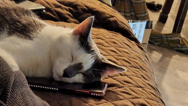 Fundraiser by James Bixler : Save my son's best friend, his cat Stewie