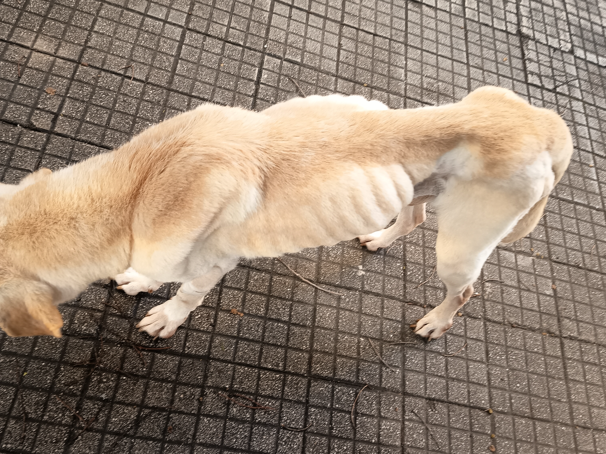 Fundraiser by Maria Giuffre : STA MORENDO ciò che resta di un labrador