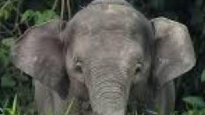 Fundraiser for Danielle Meldrum by Andrea Meldrum : a trip to borneo to ...