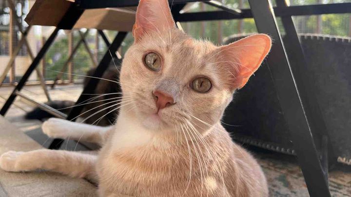 Fundraiser by Jordyn Miller : Help Save Nala’s Life