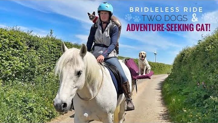 Fundraiser by Emma Massingale : Help Bring Our Next Animal Adventure ...