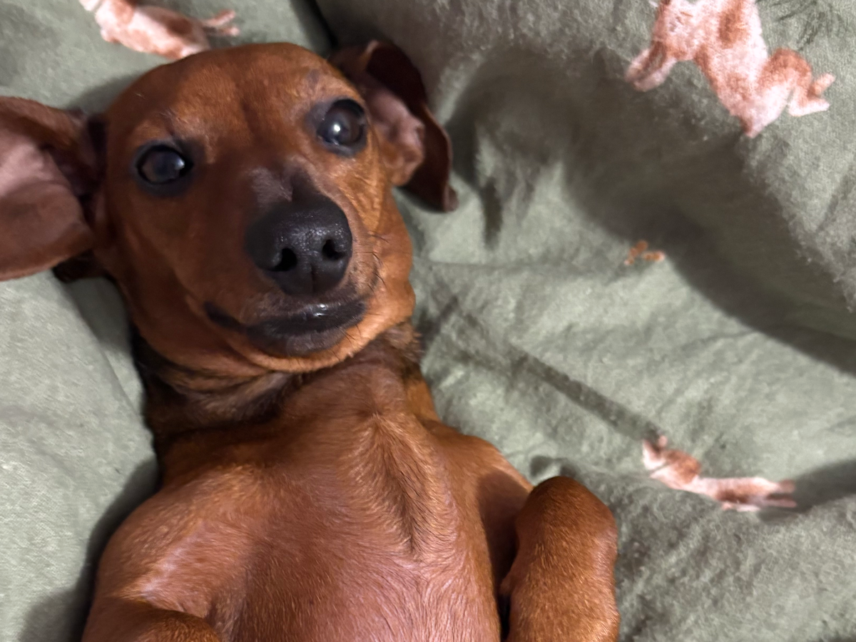 Fundraiser by Dee Thomas : Seeking answers for my beloved Dachsunds ...