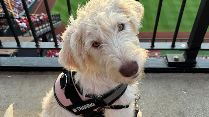 Fundraiser by Breann Archer : Help Breann get her service dog