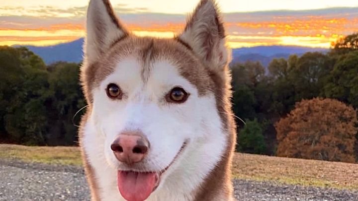 Fundraiser by Clara Lopez : Help save Mia’s life. Hit & run accident