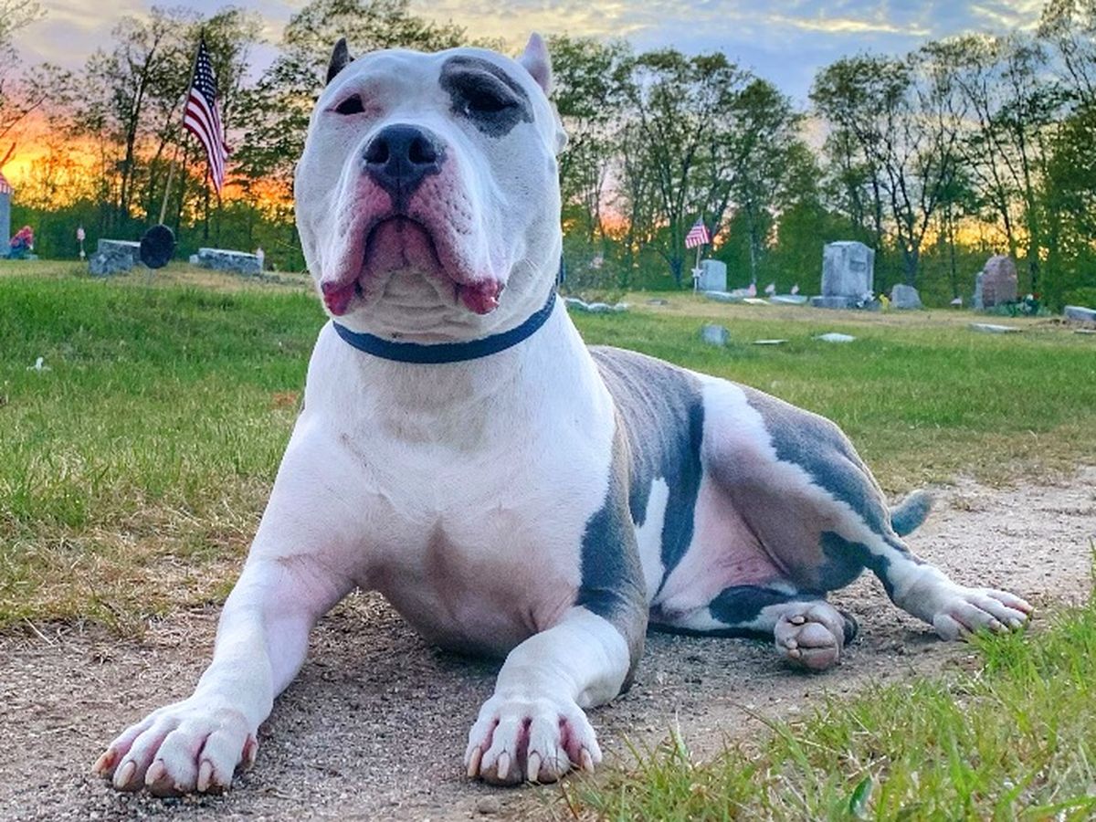 Fundraiser by Erica Monk : Help Us Save Zagan