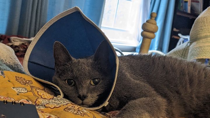 Fundraiser by Alexandra Neale : Her Highness' Annual Tithing