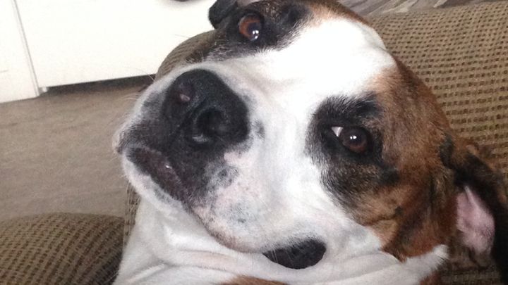 Fundraiser by Matt Wetherbee : Kaia's Emergency Surgery