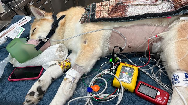 Fundraiser by Eryana Sangel : Jolene's Emergency Spay