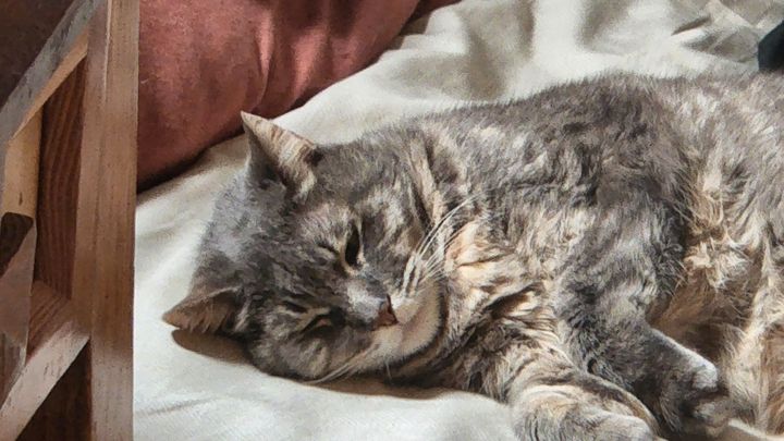 Fundraiser by Kobi Butler : Sweetie's dental surgery.