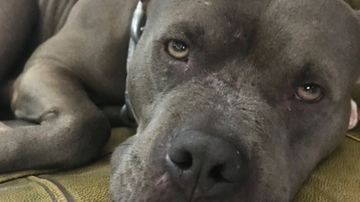 Fundraiser for Jason Fiveash by Anna Tolleson : Drake's Journey to Recovery