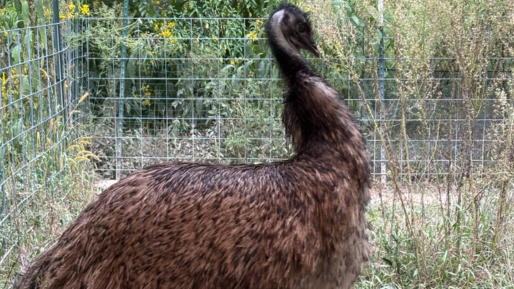 Fundraiser by Laura Macklem : Help Us Restore Our Emu Flock
